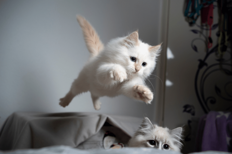 The Physics of Feline Agility: Exploring Why Cats Almost Always Land on ...