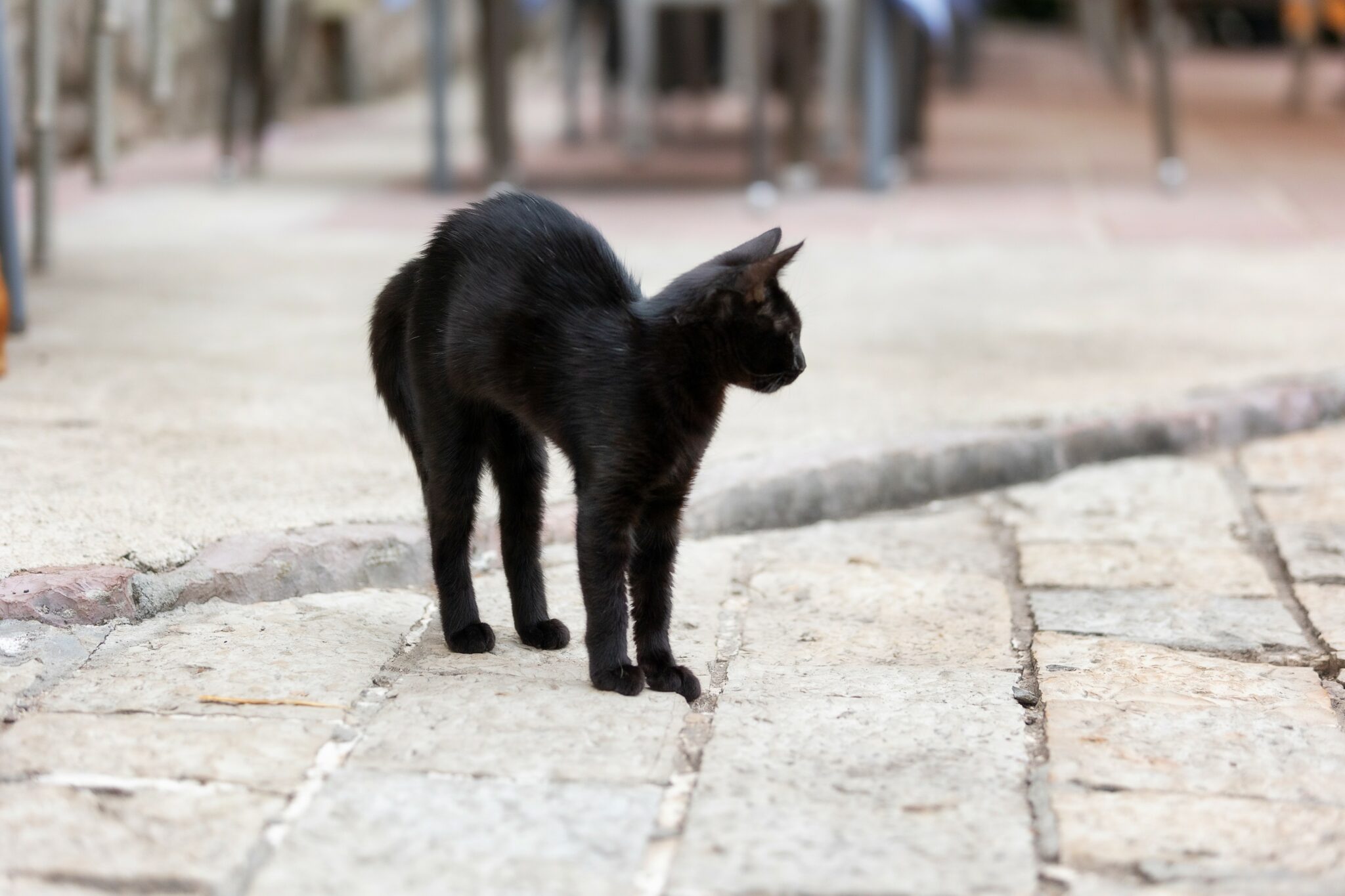 Decoding Feline Body Language: Why Does My Cat Arch His Back? - TICA ...