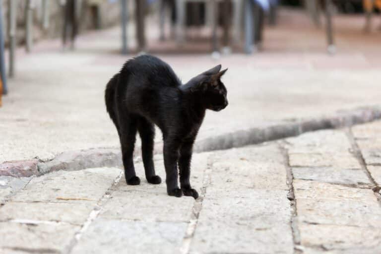 Decoding Feline Body Language: Why Does My Cat Arch His Back? - TICA ...