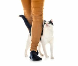 Understanding Feline Affection: Why Cats Rub Against Our Legs - TICA ...