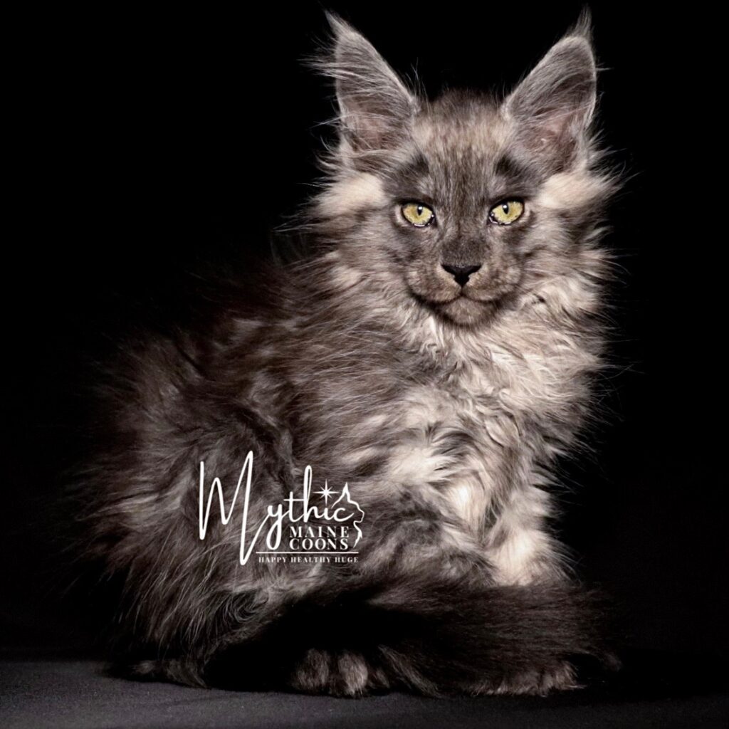 MythicMaineCoon - TICA - The International Cat Association
