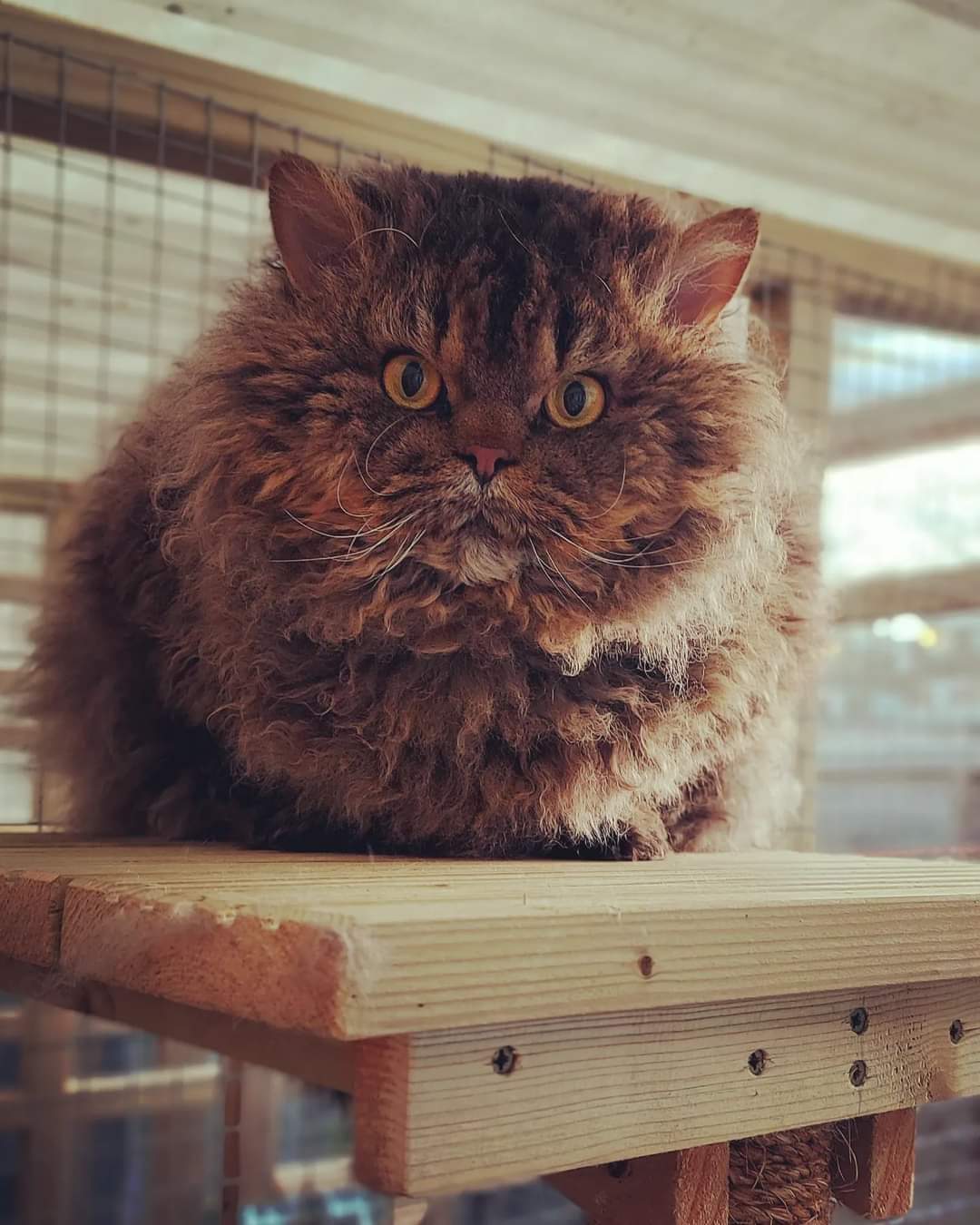 LA BW SGC BOUCLES MONSIEUR INCROYABLE - TICA - The International Cat ...