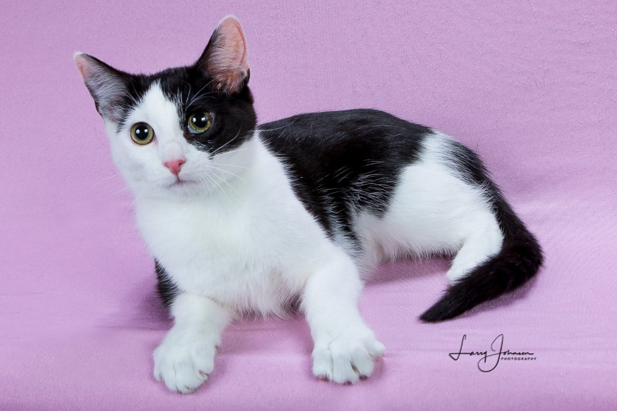 IW LADY PHANTASIA OF CHRISCHAT - TICA - The International Cat Association