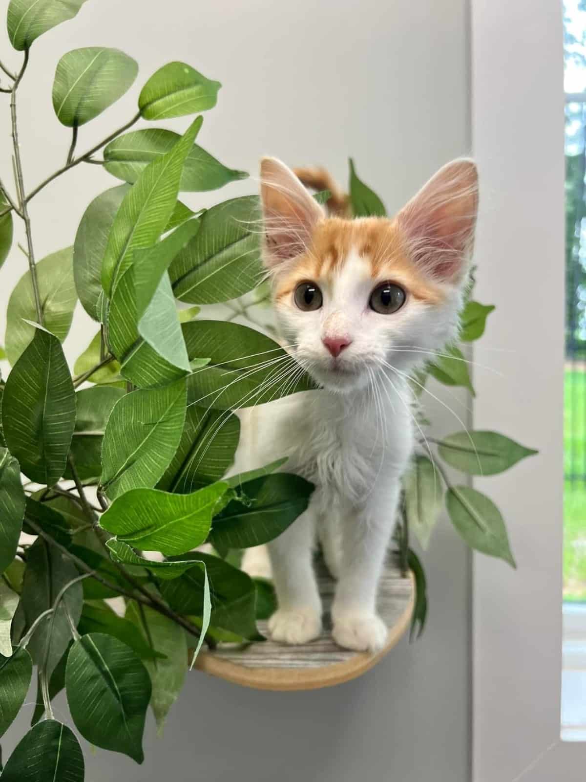 IW INFINITY AND BEYOND OF WIGGLEBUTT - TICA - The International Cat ...