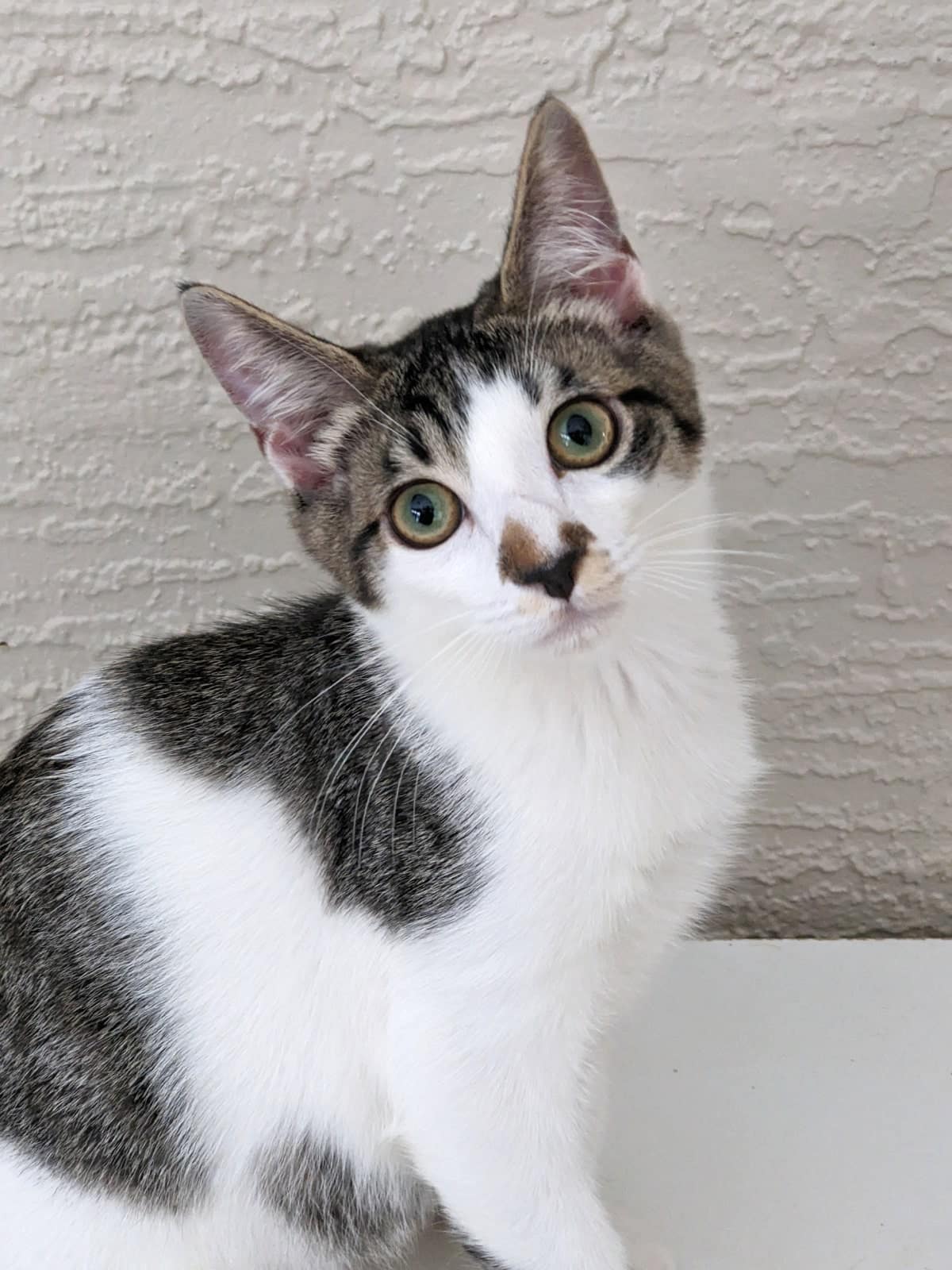 IW LASZLO CRAVENSWORTH OF CATSNTATS - TICA - The International Cat ...