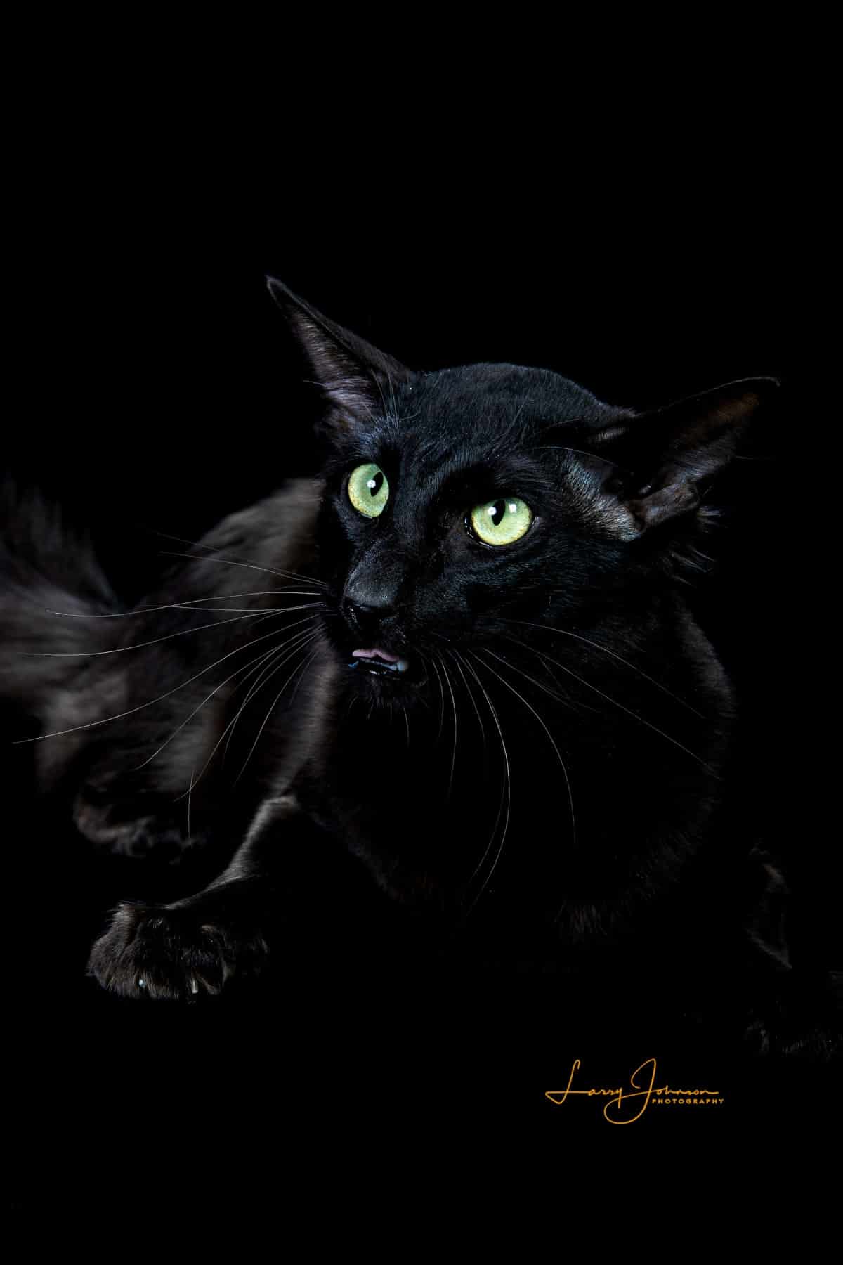 IW BW SGC SYNERGY SIRIUS - TICA - The International Cat Association