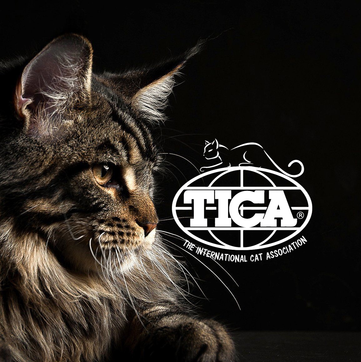 Home - TICA - The International Cat Association