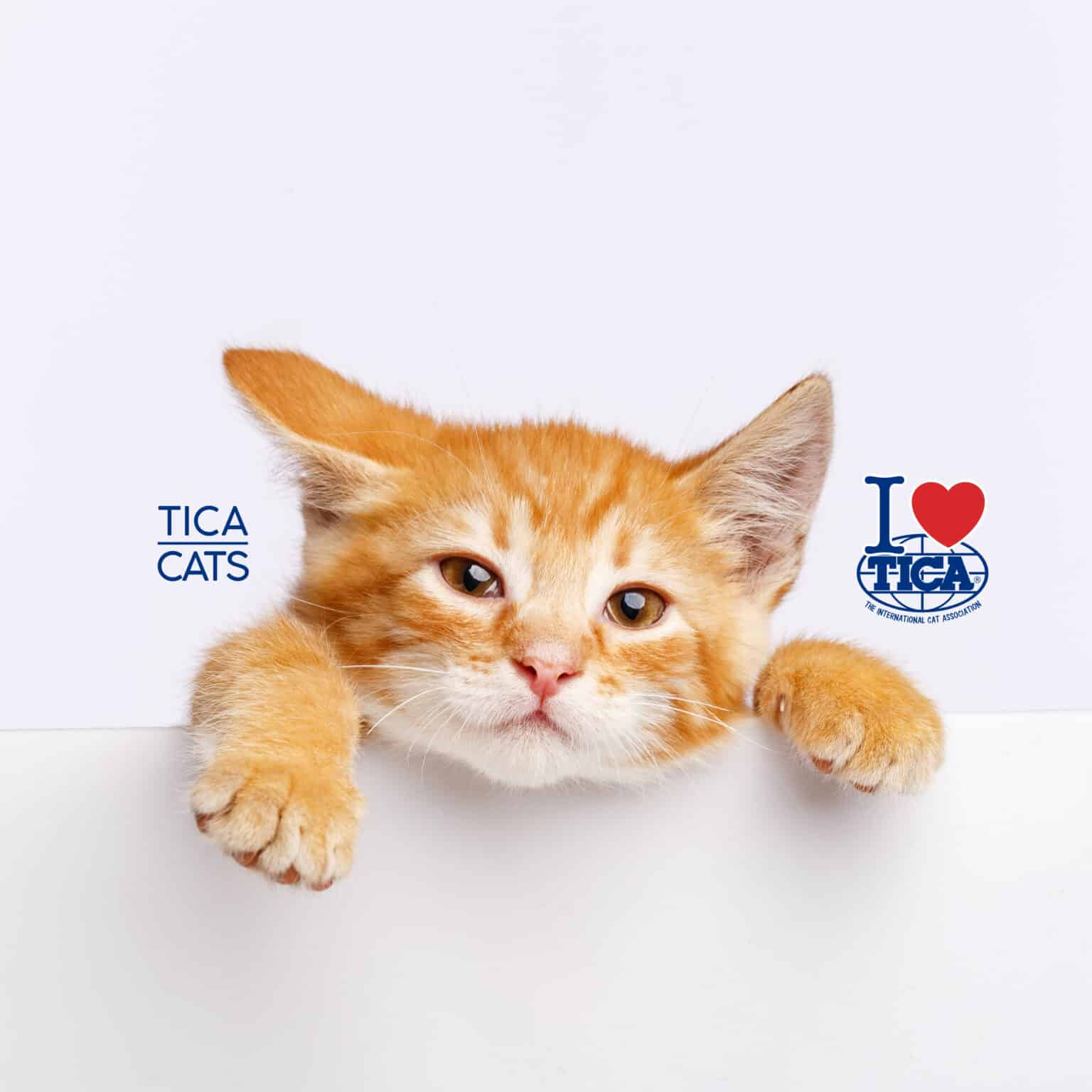 Home - TICA - The International Cat Association