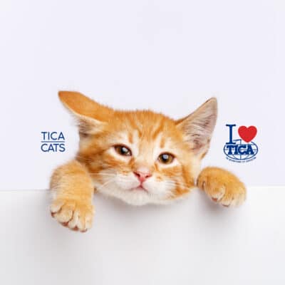 Home - TICA - The International Cat Association