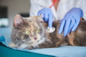Feline Immunodeficiency Virus (FIV): A Comprehensive Guide for Cat ...