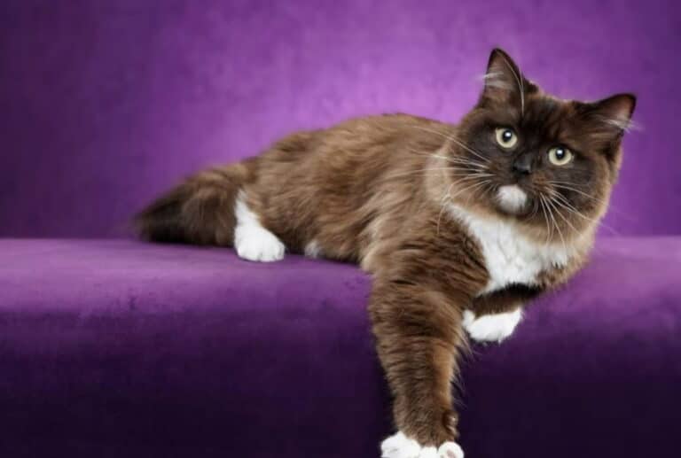 Yes, Even Cats Can Have OCD: Understanding Feline Obsessive Behavior ...